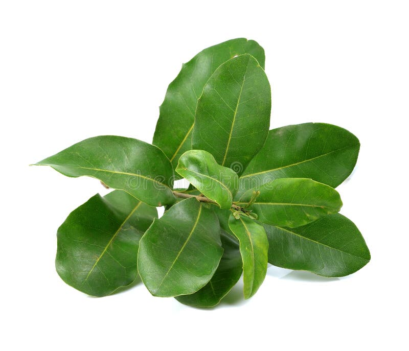 Macadamia leaves stock photo. Image of macadamia, white - 51184962