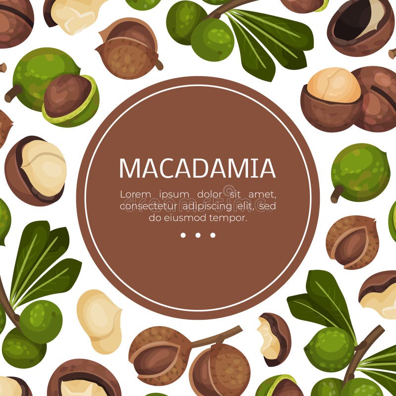 Macadamia Nut Banner Design with Kernel and Shell Vector Template Stock ...