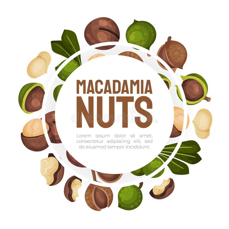 Macadamia Nut Banner Design with Kernel and Shell Vector Template Stock ...
