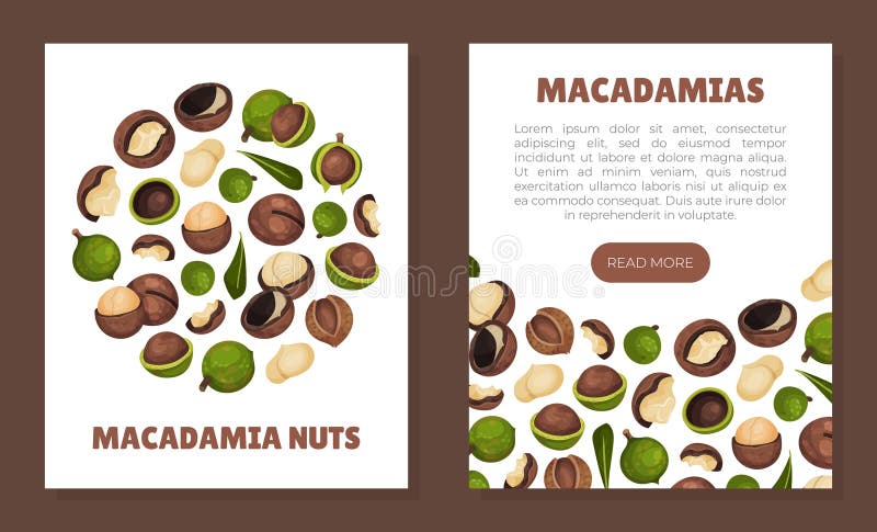Macadamia Nut Banner Design with Kernel and Shell Vector Template Stock ...