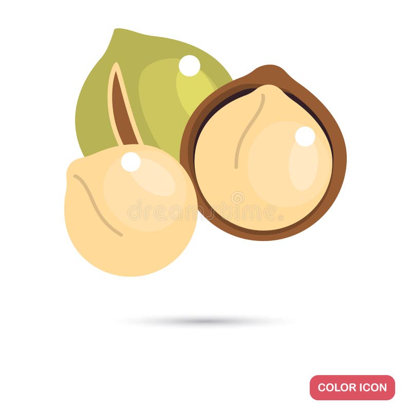 Macadamia nut color stock vector. Illustration of outline - 55169459