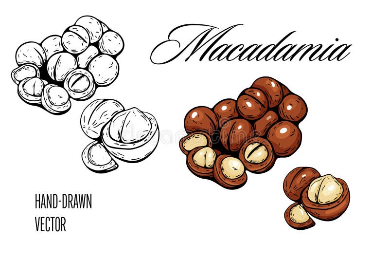 Macadamia Nut Drawing in Color and Black Hand Sketch Style Stock Vector ...