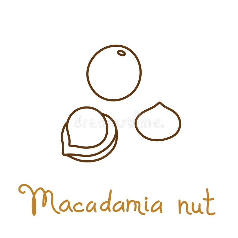 Macadamia Line Stock Illustrations – 867 Macadamia Line Stock ...