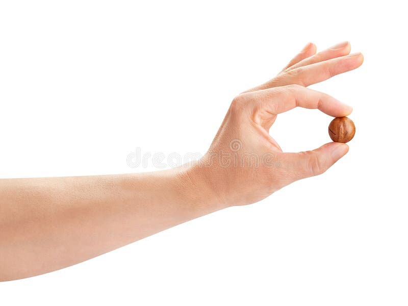 Macadamia nut in hand stock image. Image of single, shell - 273375067