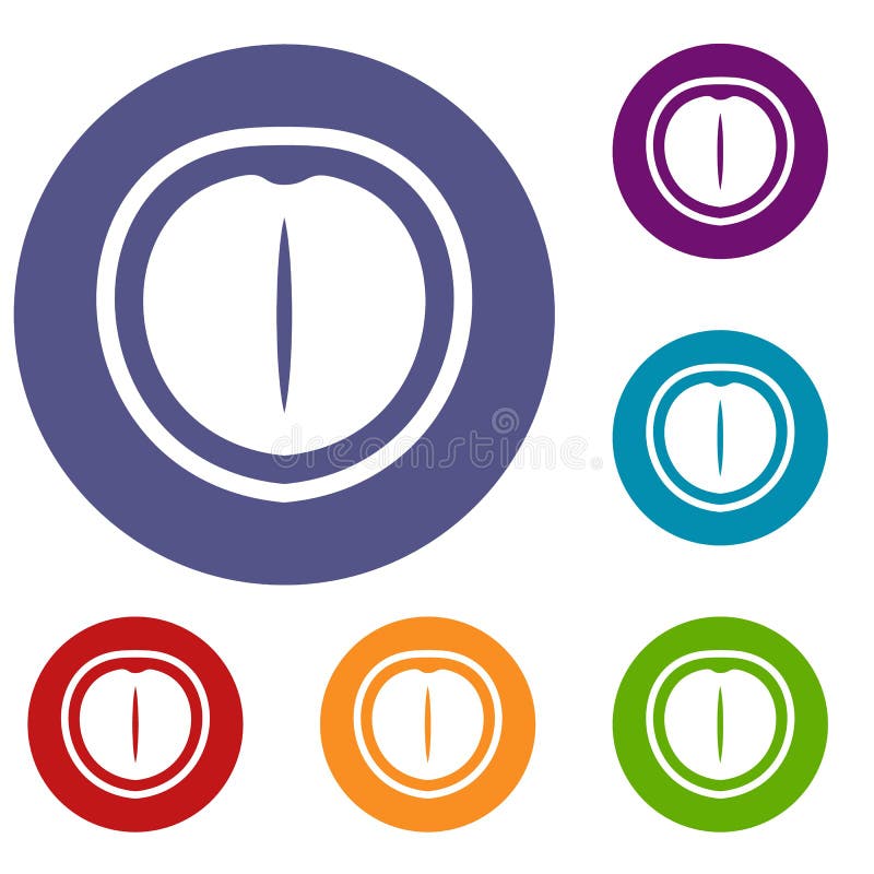 Macadamia nut icons set stock vector. Illustration of healthy - 120201072