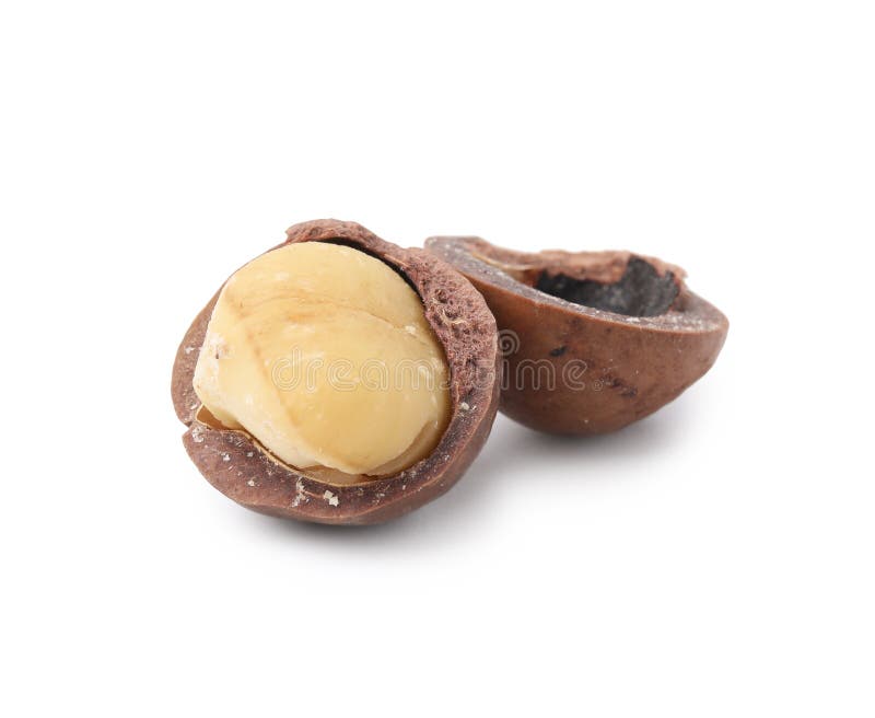 Macadamia Nut with Shell Isolated on White Stock Image - Image of ...