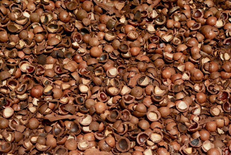 Macadamia Nut Shells stock image. Image of tropical - 130248183