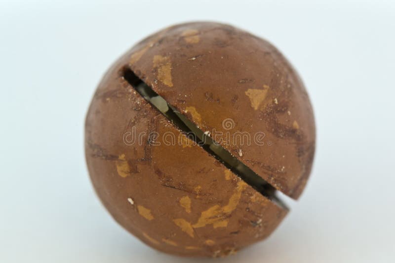 Macadamia nut stock photo. Image of tetraphylla, macadamia - 87856242