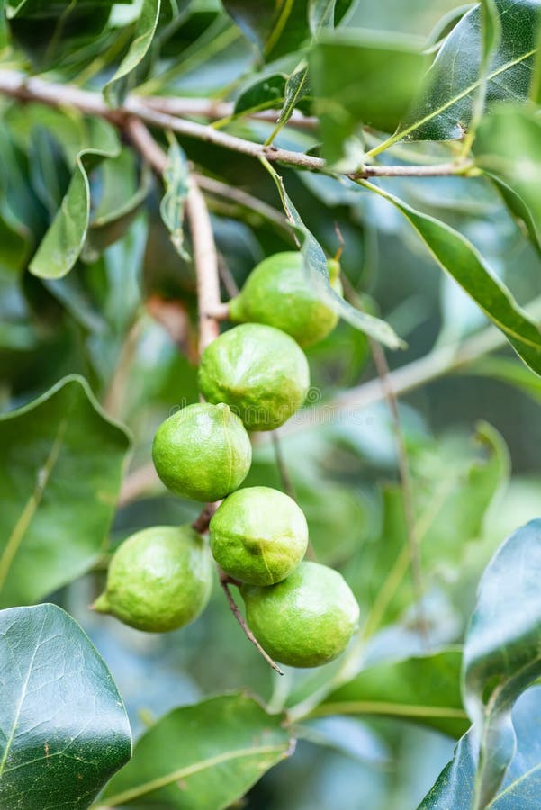 Macadamia Nut Tree in Organic Field Stock Photo - Image of harvest ...