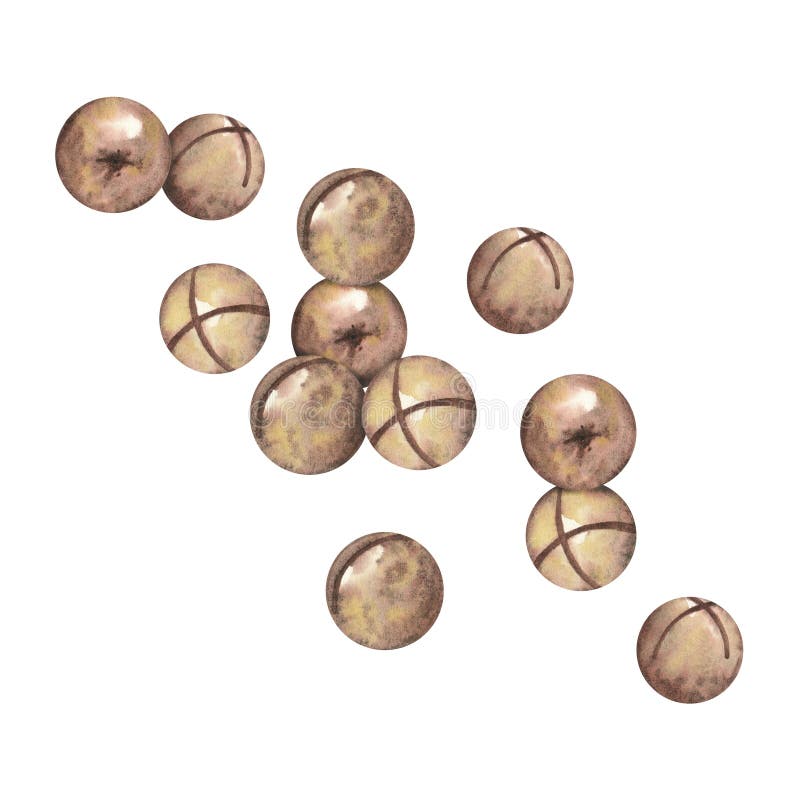 Macadamia Nut on a White Background, a Composition of Several Nuts. the ...