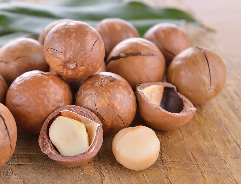 Macadamia nut stock image. Image of group, fresh, white - 86593097