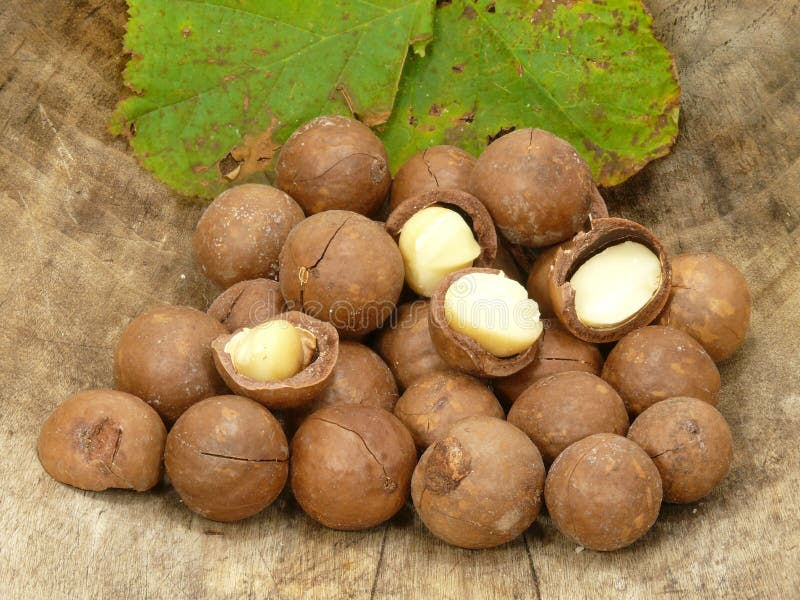 Macadamia stock photo. Image of nuts, closeup, december - 34838850
