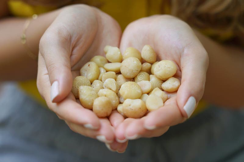 Macadamia Nuts. Close-up of Woman Hands Holding a Handful of Macadamia ...