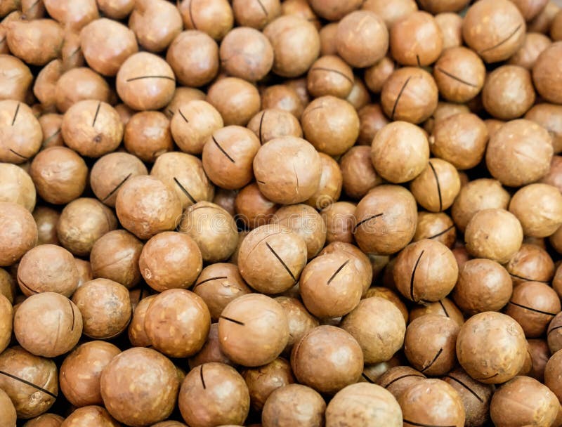 Macadamia Nuts Color Brown Much Stock Photo - Image of fruit, crunch ...