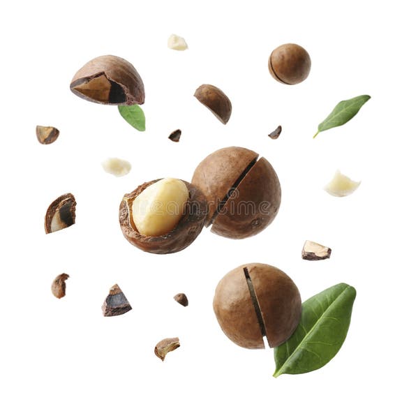 Macadamia Nuts and Crushed Shells in Air on White Background Stock ...