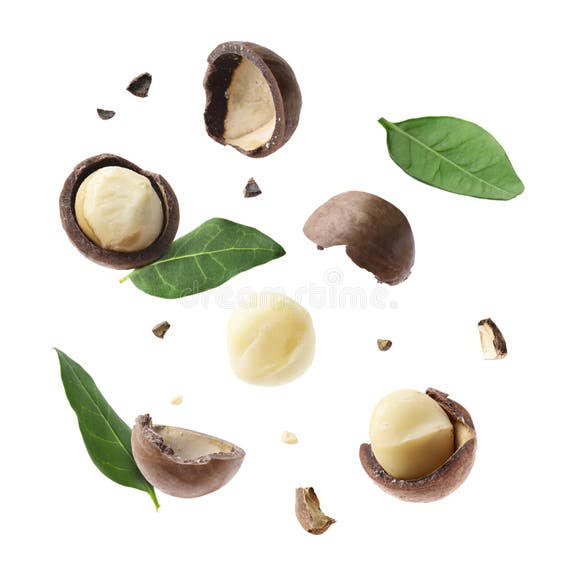 Macadamia Nuts and Crushed Shells in Air on White Background Stock ...