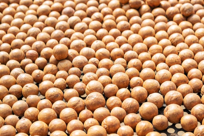 Macadamia nuts dried stock image. Image of isolated - 206584953