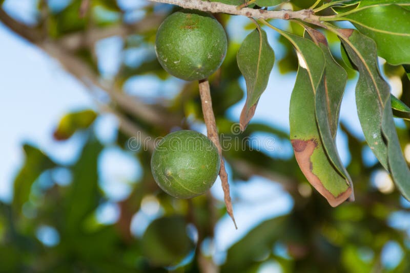 Macadamia Nuts on the Evergreen Tree - Expensive Fat Nuts Stock Photo ...
