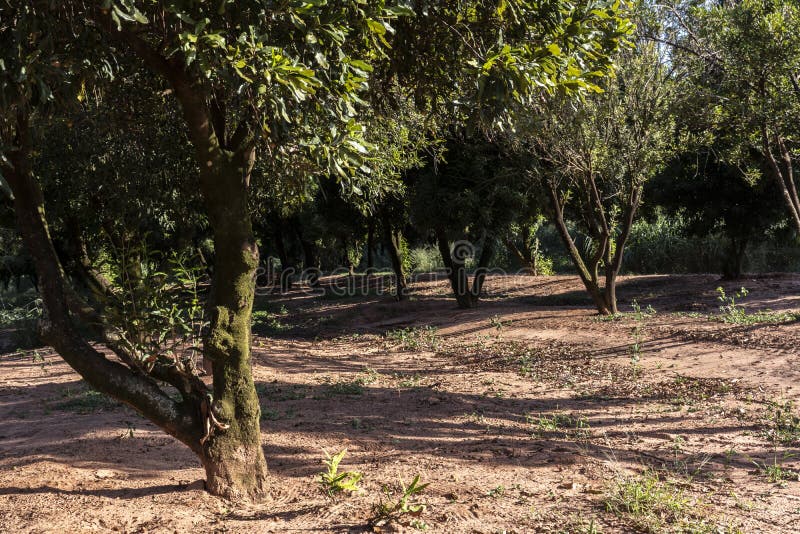 Macadamia Nuts on the Evergreen Tree Stock Photo - Image of growth ...