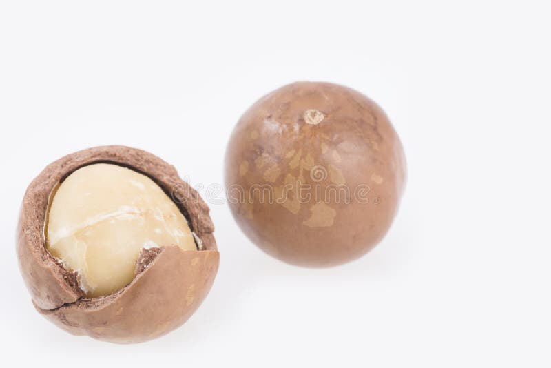 Macadamia Nuts - Macadamia Integrifolia Stock Image - Image of snack ...