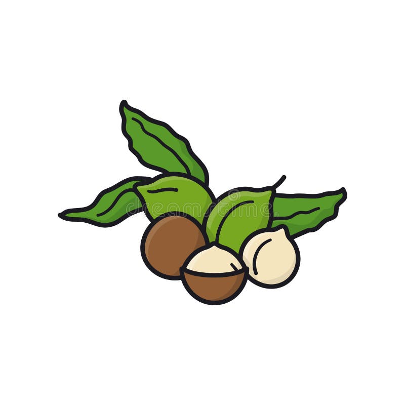 Macadamia Nuts and Leaves Isolated Vector Illustration Stock Vector ...
