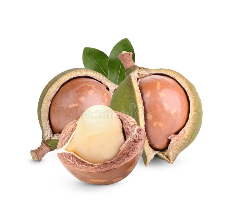 Macadamia Nuts with Leaves Isolated on White Background Stock Image ...