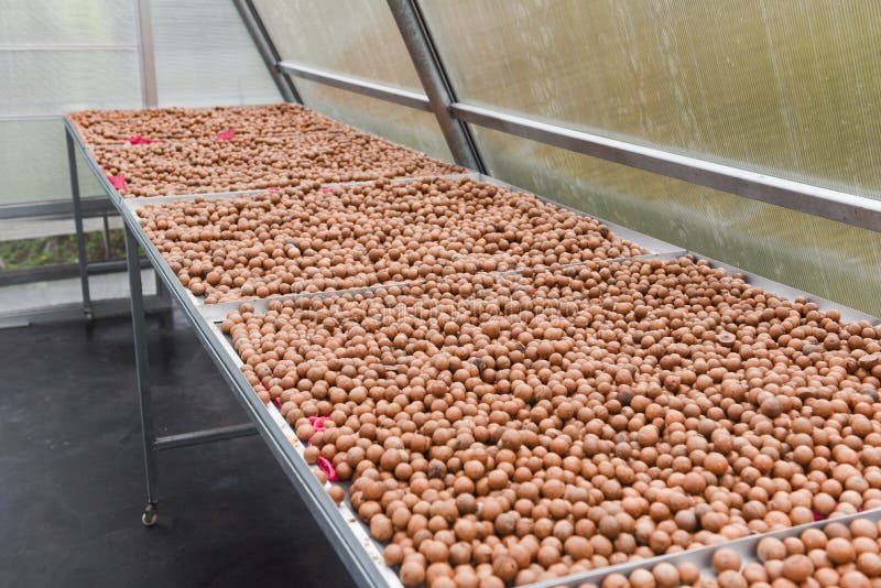 Macadamia Drying Stock Photos - Free & Royalty-Free Stock Photos from ...