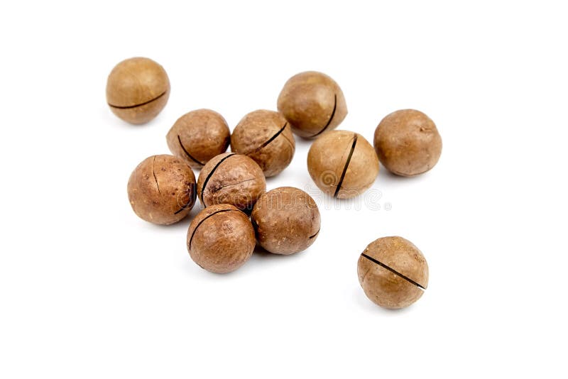 Macadamia Nuts Roasted in Shell Isolated on White Stock Photo - Image ...