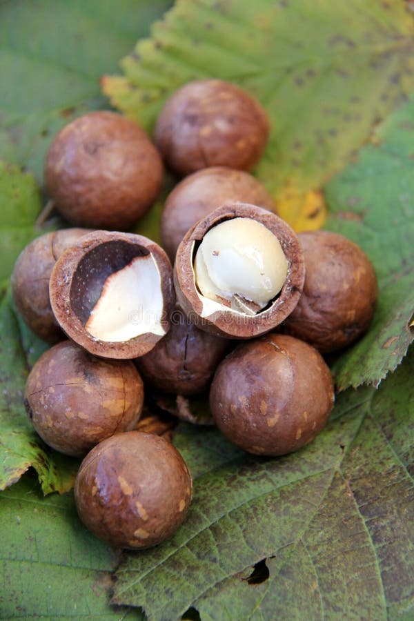 Macadamia stock image. Image of scarfs, sheets, health - 34789027
