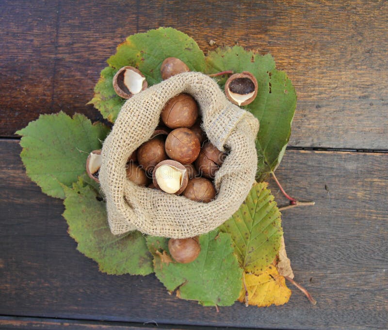 Macadamia stock image. Image of completely, nuts, macadamia - 34798857