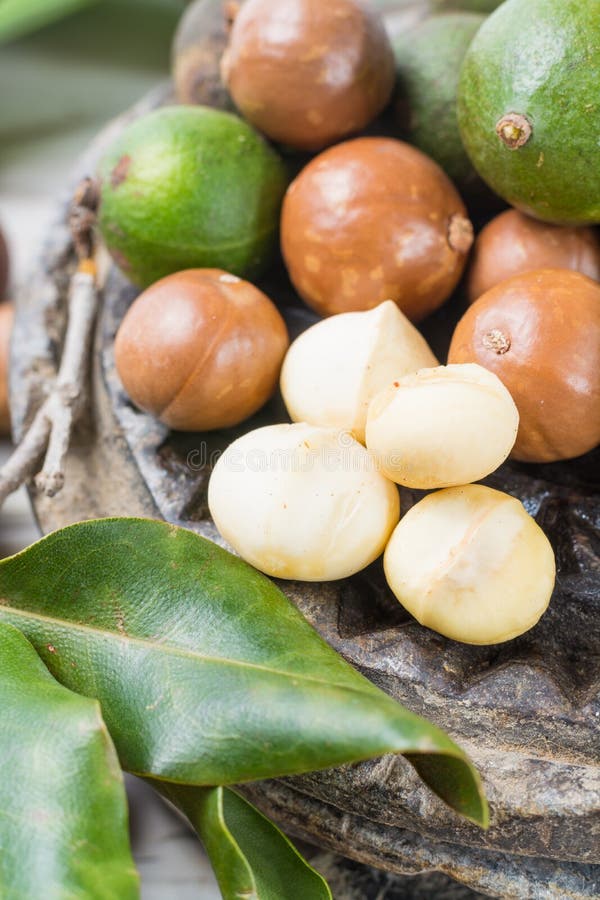 Macadamia Nuts with Shell - Tasty Expensive Fat Nuts Stock Image ...