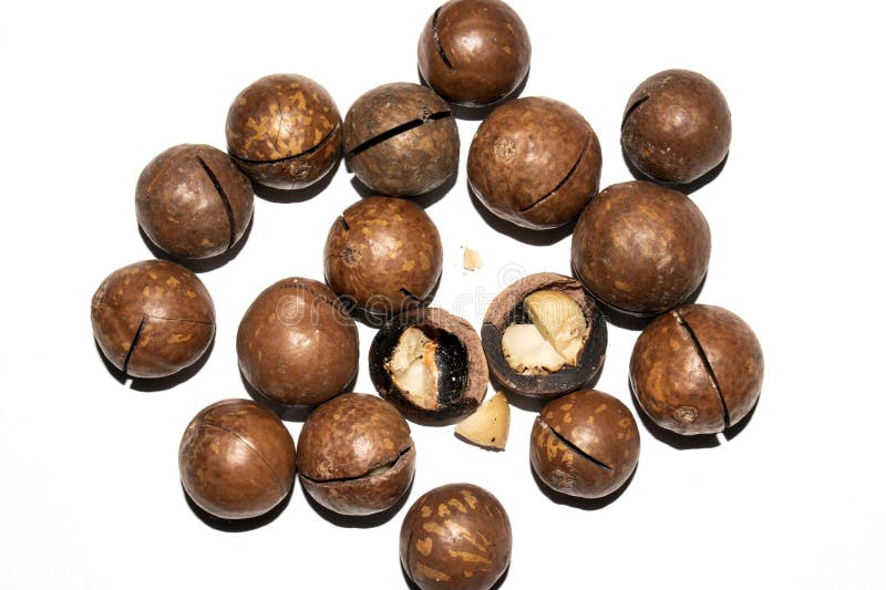Macadamia Nuts in a Shell on a White Background.Macadamia Nuts from ...