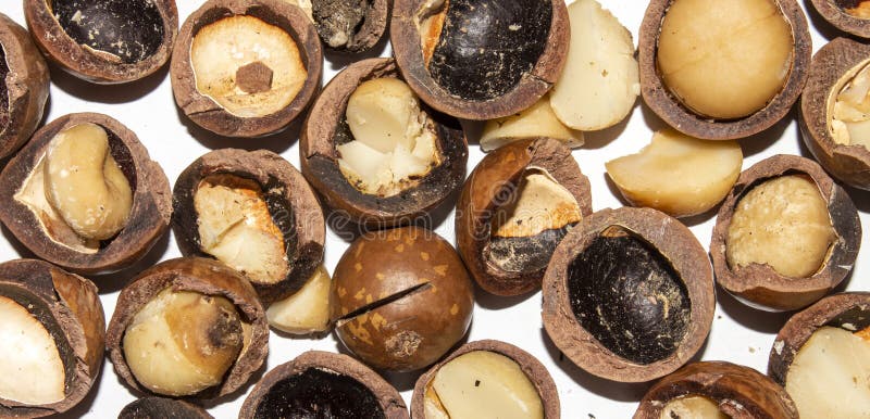 Macadamia Nuts in a Shell on a White Background.Macadamia Nuts from ...