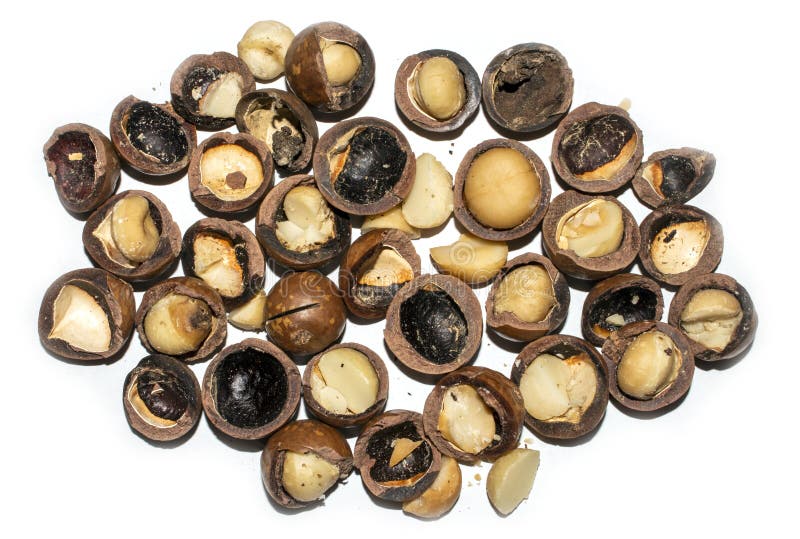 Macadamia Nuts in a Shell on a White Background.Macadamia Nuts from ...