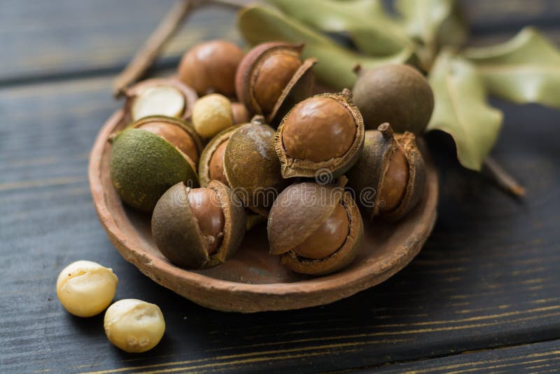 Macadamia nuts in shell stock image. Image of plant, south - 83897393