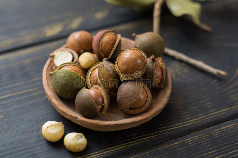 Macadamia nuts in shell stock photo. Image of protein - 84890844