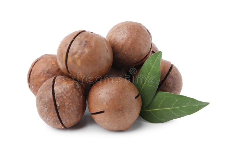 Macadamia Nuts in Shells Isolated on White Stock Image - Image of ...