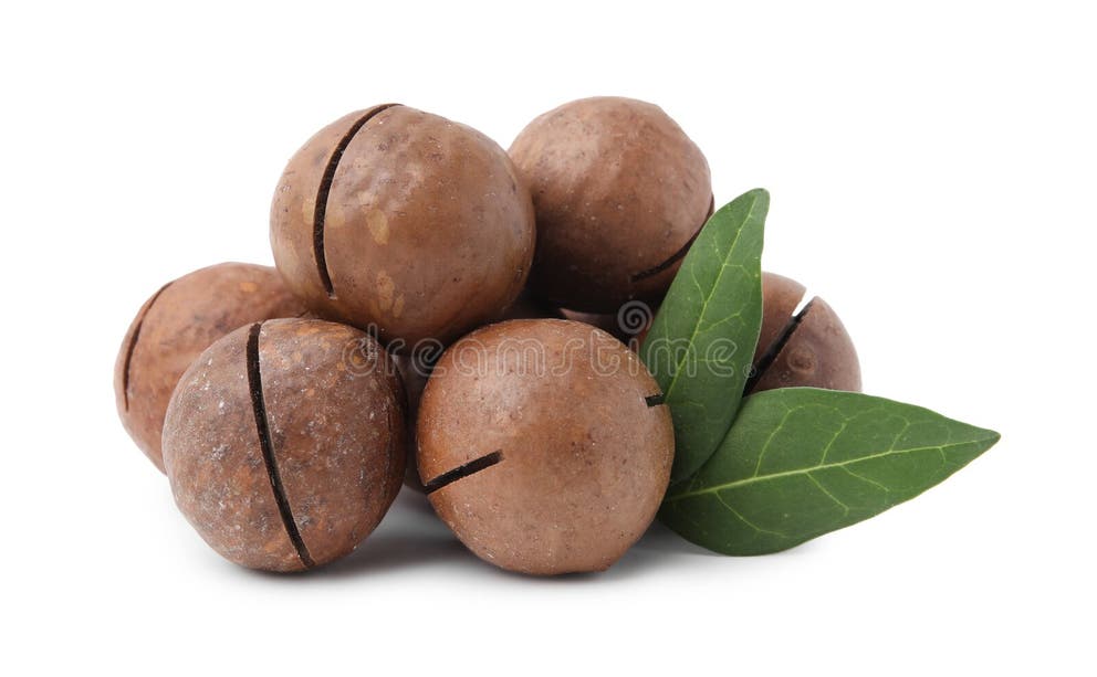Macadamia Nuts in Shells Isolated on White Stock Photo - Image of ...