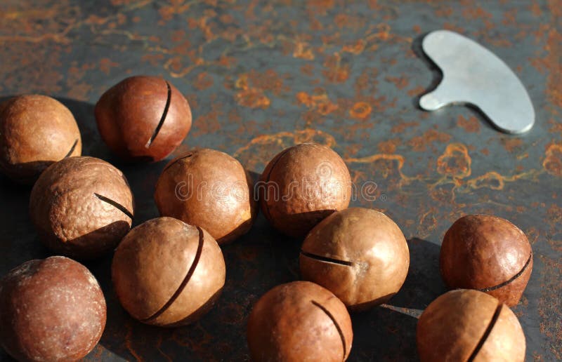 Macadamia Nuts in Shells on a Metal Background with a Key Stock Image ...