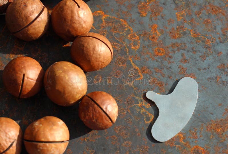 Macadamia Nuts in Shells on a Metal Background with a Key Stock Photo ...