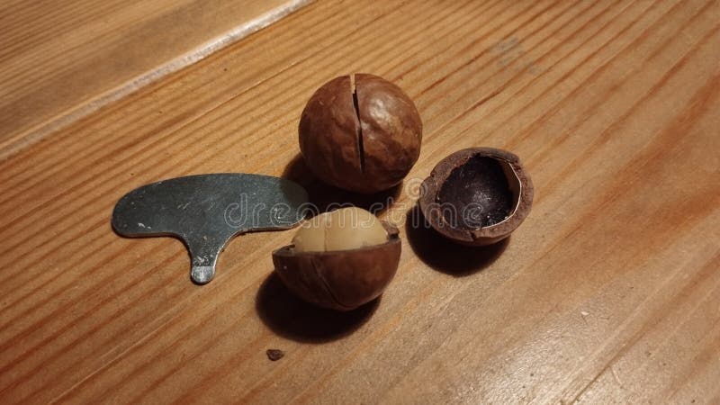 Macadamia Nuts and a Special Metal Key for Opening Them Stock Photo ...