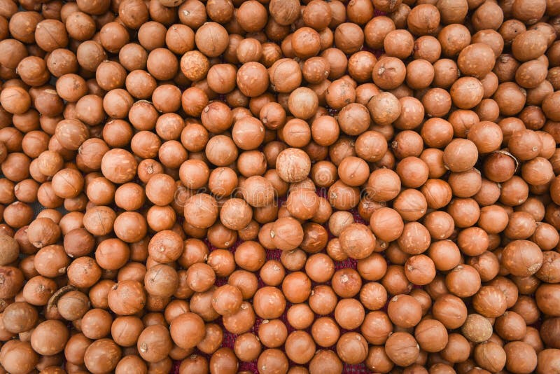 Macadamia Nuts Texture Background with Dried - Fresh Macadamia Nut ...