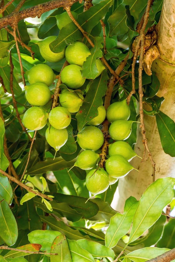 Macadamia Nuts Tree Stock Images - Download 517 Royalty Free Photos