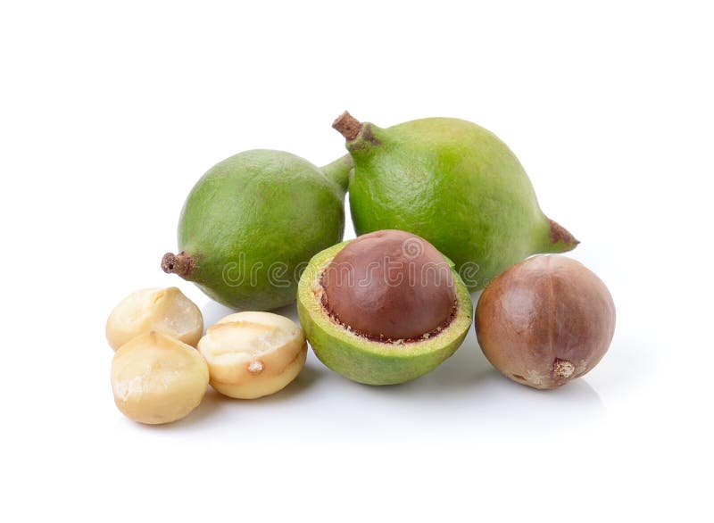 Fresh macadamia nut stock photo. Image of orchard, fruit - 51184198