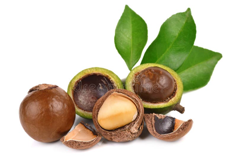 Macadamia Nuts on White Background Stock Photo - Image of antioxidant ...