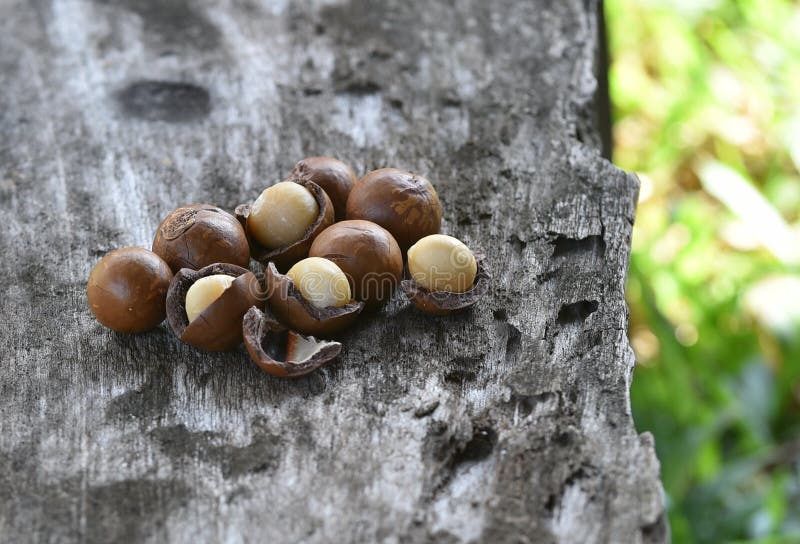 Macadamia Nuts on Wood Background Stock Photo - Image of healthy, group ...
