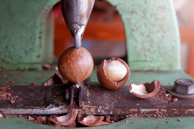 Macadamia Peeling with Hand Machine. Stock Image - Image of plant, food ...