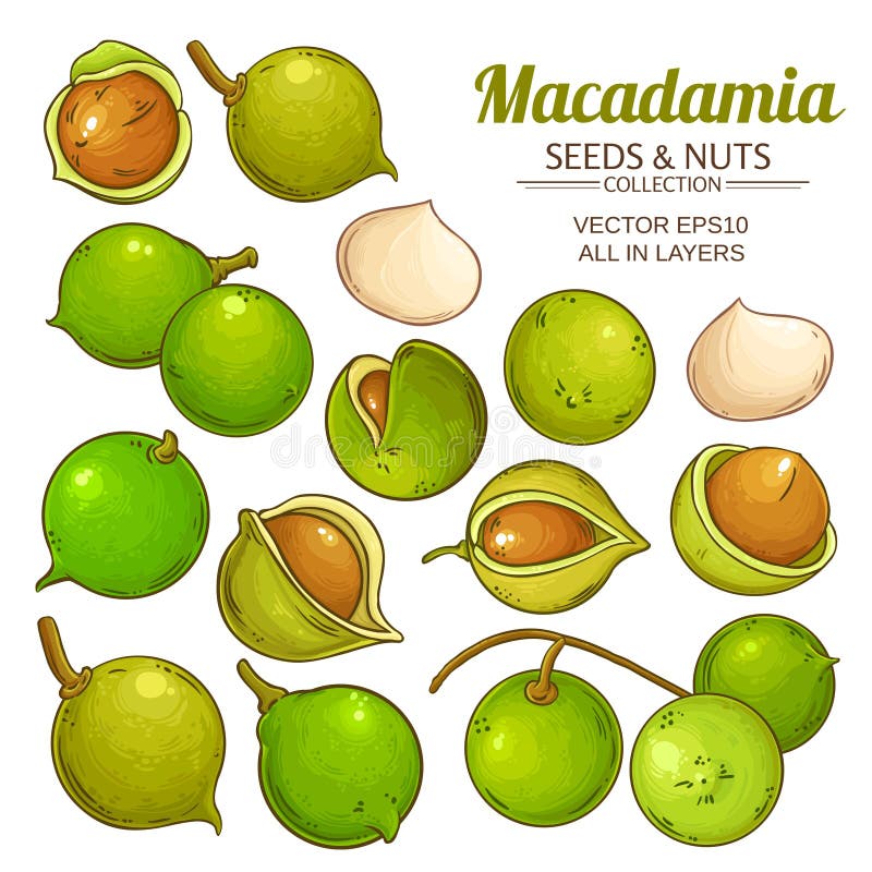 Macadamia plant vector stock vector. Illustration of drawn - 125719227