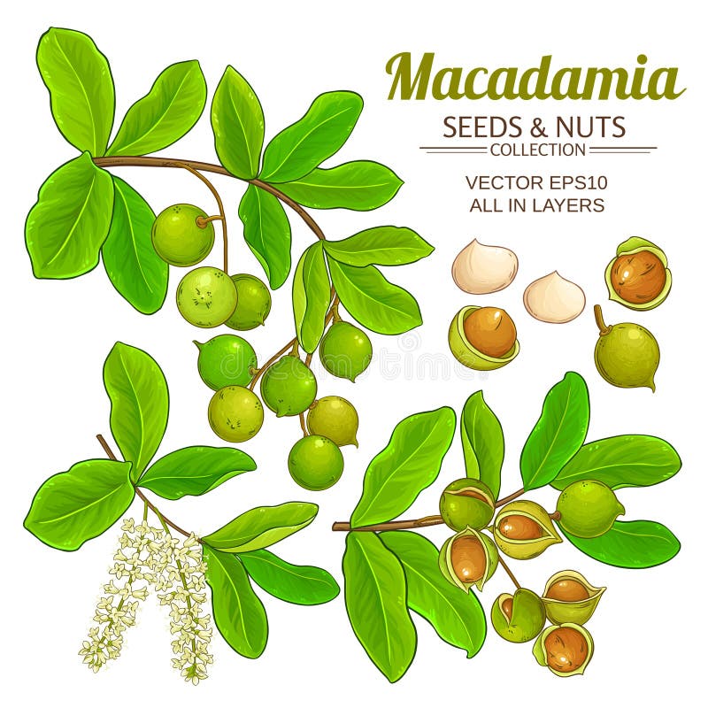 Macadamia plant vector stock vector. Illustration of medical - 125415985