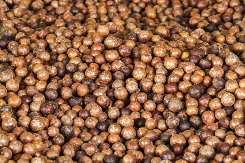 Macadamia in shell stock image. Image of healthy, industrial - 46677767